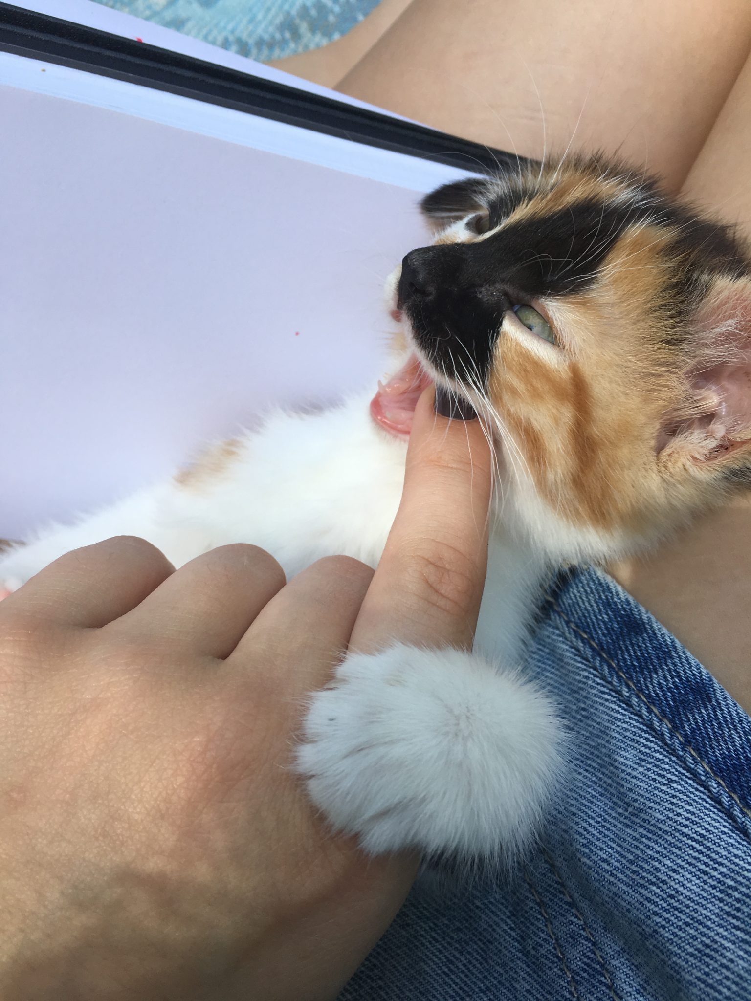 I saved our kitten's life by doing this...