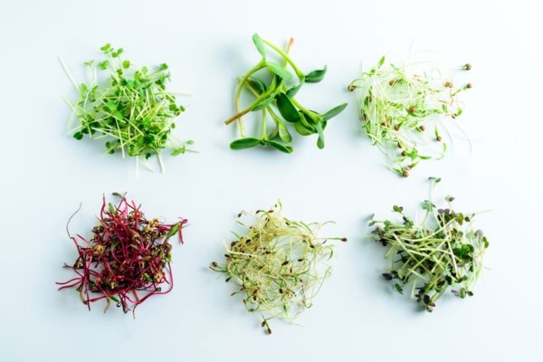 How to Grow Sprouts and Microgreens for a Healthy Diet