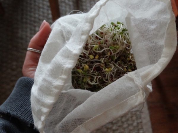 How to Grow Sprouts and Microgreens for a Healthy Diet